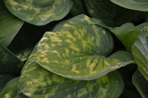 Genus Potexvirus · iNaturalist