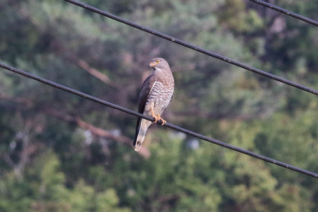 Gray-faced Buzzard from Kiyotaki, Kyoto Prefecture on March 27, 2018 at ...