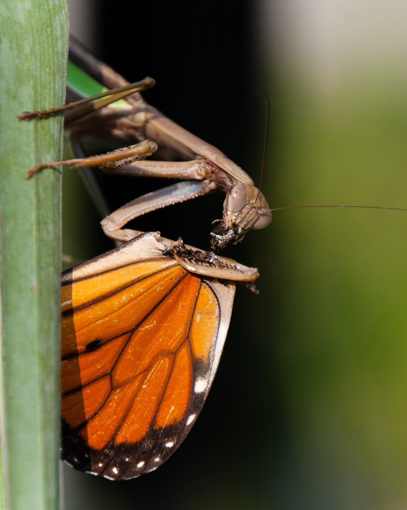 Monarch (NPS Wolf Trap National Park for the Performing Arts ...