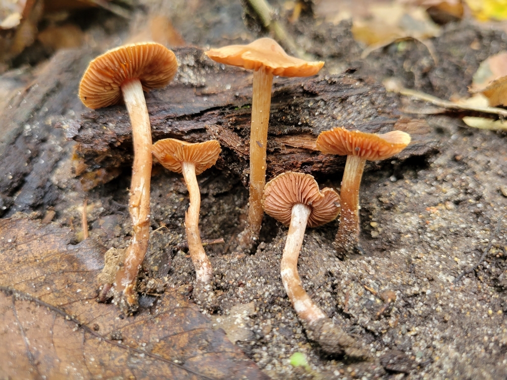 Webcaps from Jamestown Township, IN, USA on October 16, 2021 at 02:17 ...