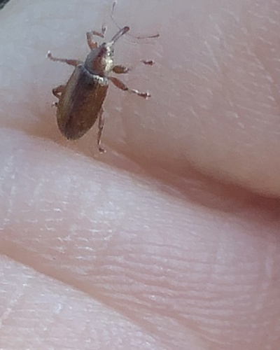 Dorytomus frostii · iNaturalist