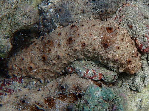 Subgenus Stauropora · iNaturalist