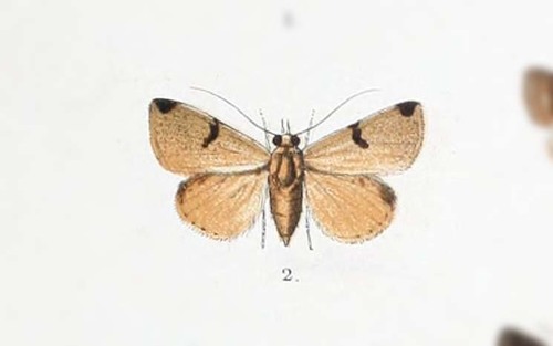 Plecopterodes pulcra · iNaturalist