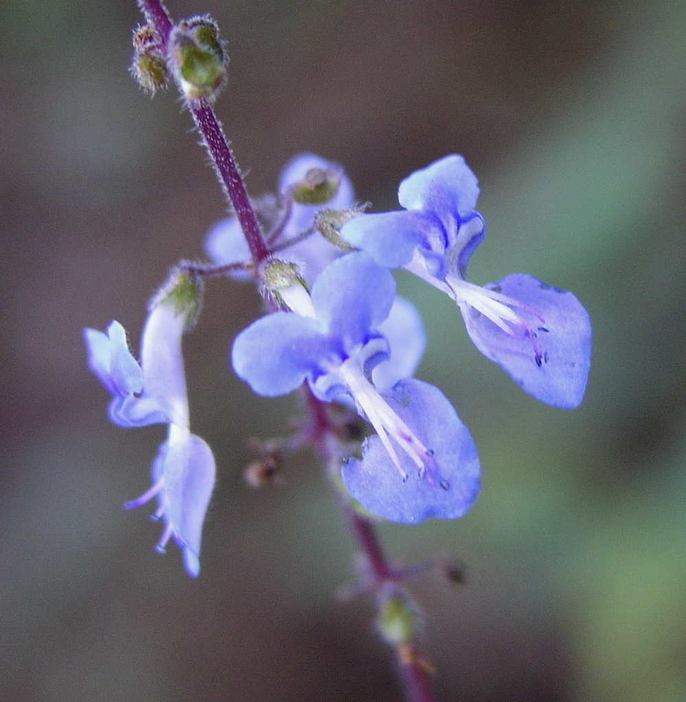 Native Coleus (Coleus graveolens) - Botanical Realm