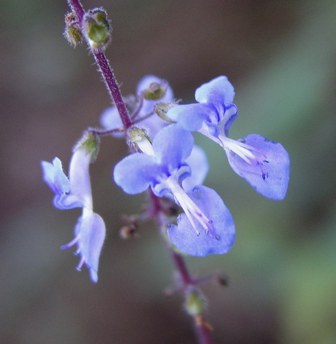 Native Coleus (Plectranthus graveolens) · iNaturalist