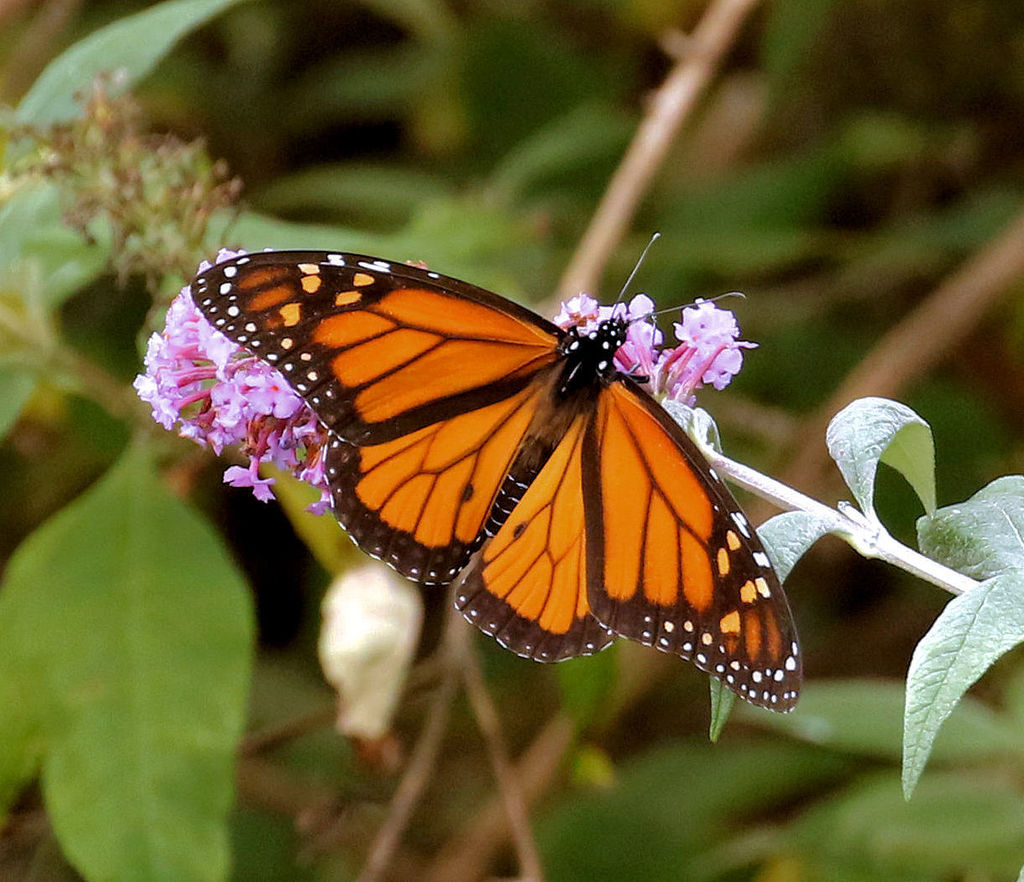 Monarch from Meadowview Aquatic Center on October 12, 2021 at 11:38 AM ...