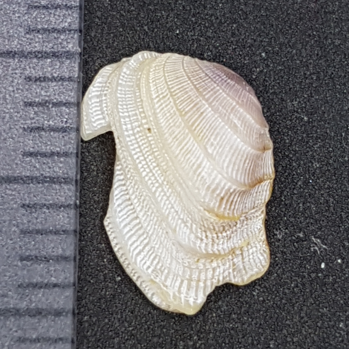 Irus irus (Linnaeus, 1758)