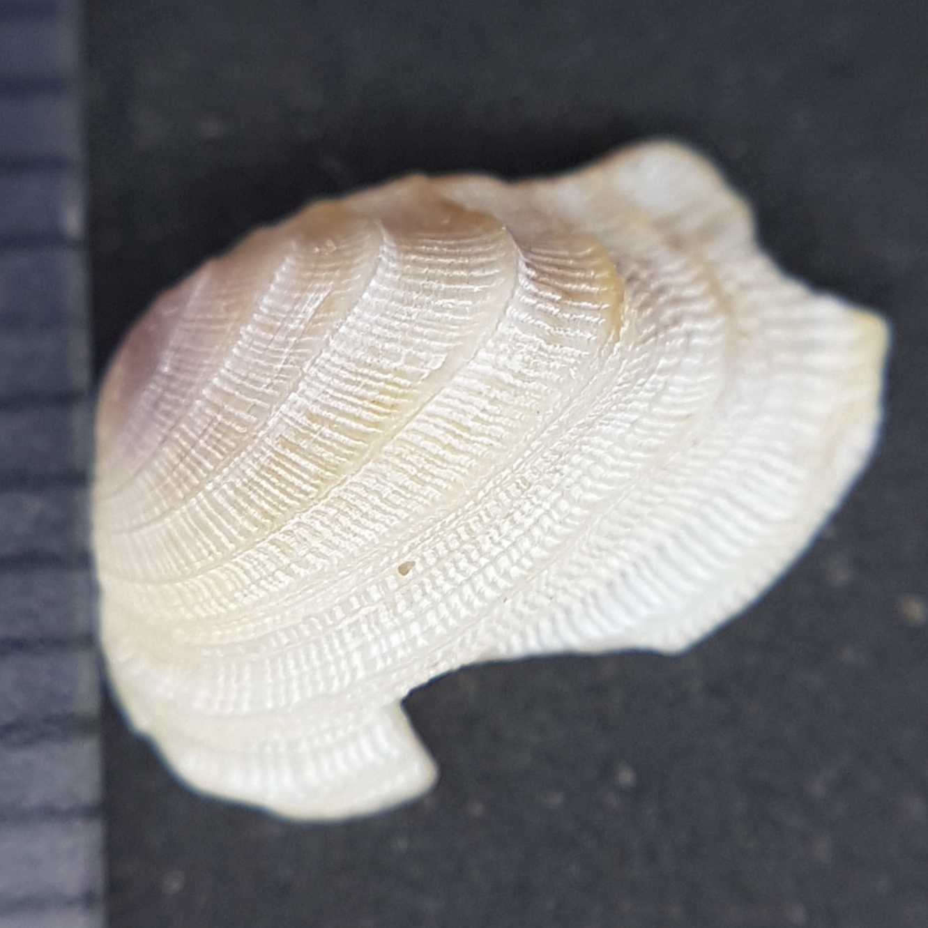 Irus irus (Linnaeus, 1758)