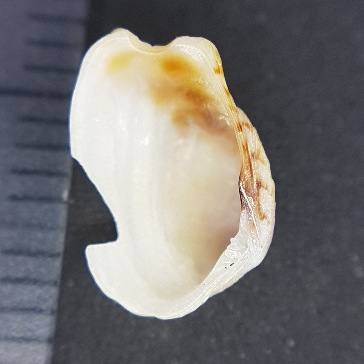 Irus irus (Linnaeus, 1758)