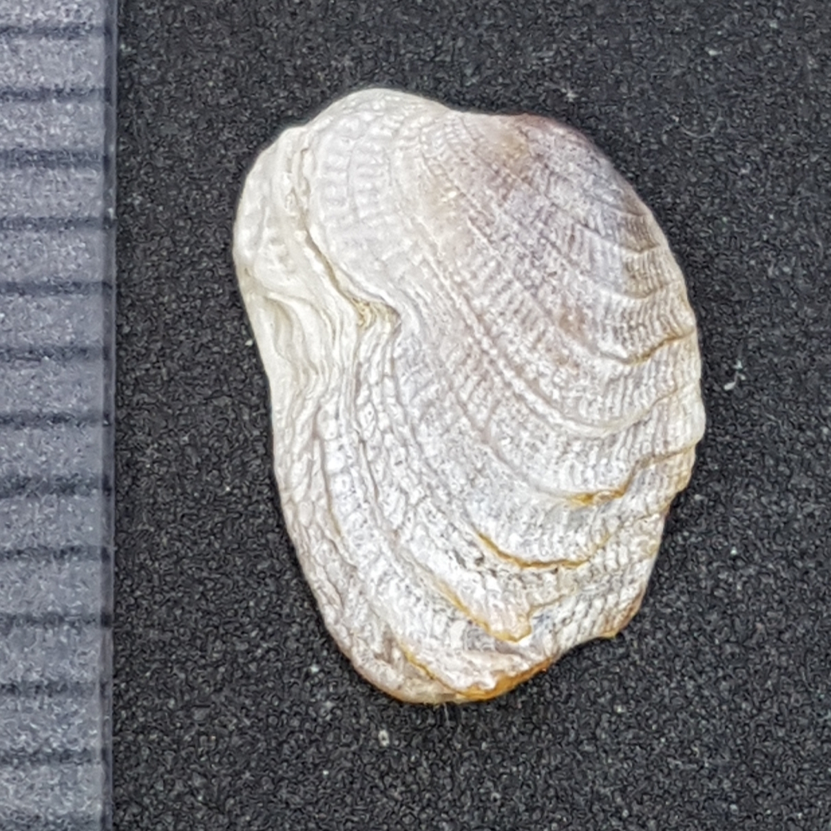 Irus irus (Linnaeus, 1758)