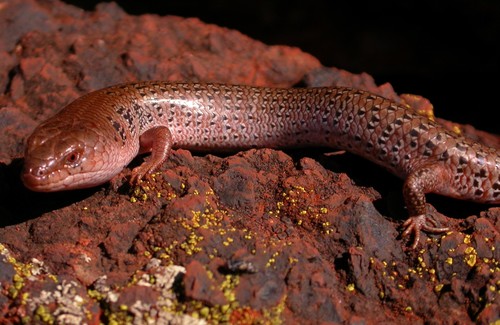 Gilled Slender Bluetongue (Cyclodomorphus branchialis) · iNaturalist