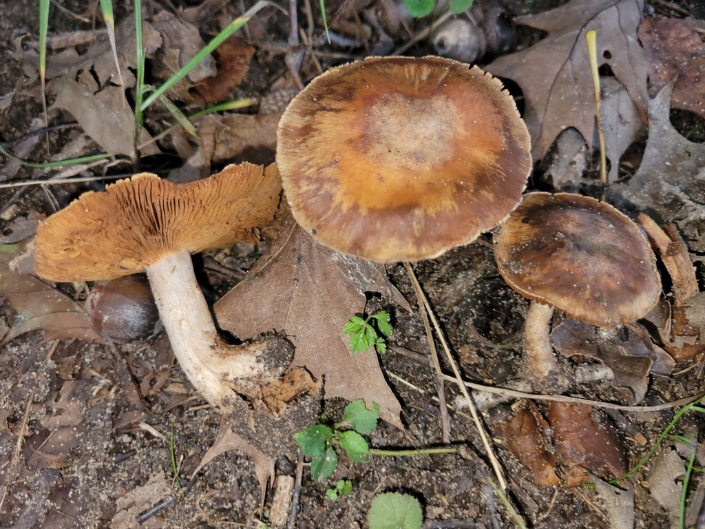 Webcaps from Jamestown Township, IN, USA on October 16, 2021 at 05:50 ...