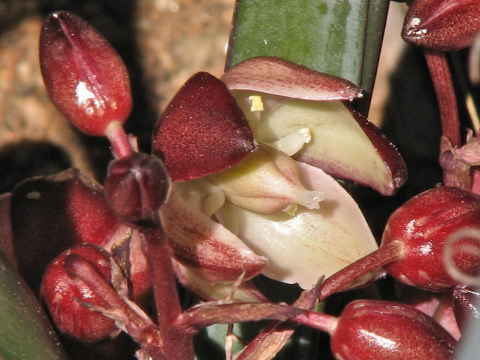 creeping dwarf yucca (Yucca endlichiana) - Botanical Realm