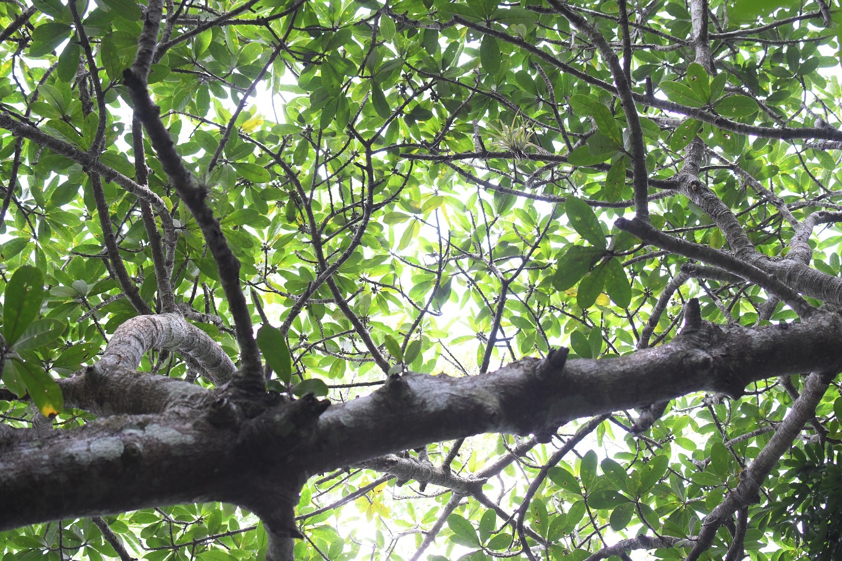 Ficus obtusifolia Kunth