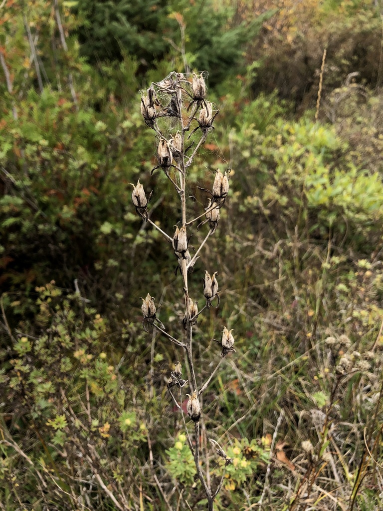 Mountain Deathcamas in October 2021 by bmiller001 · iNaturalist