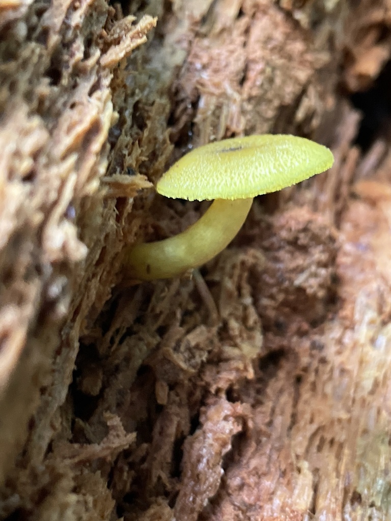 Decorated Mop from I-90 W, North Bend, WA, US on October 13, 2021 at 11 ...