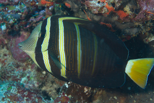 Pacific Sailfin Tang (Reef Fish of the Hawaiian Islands) · iNaturalist