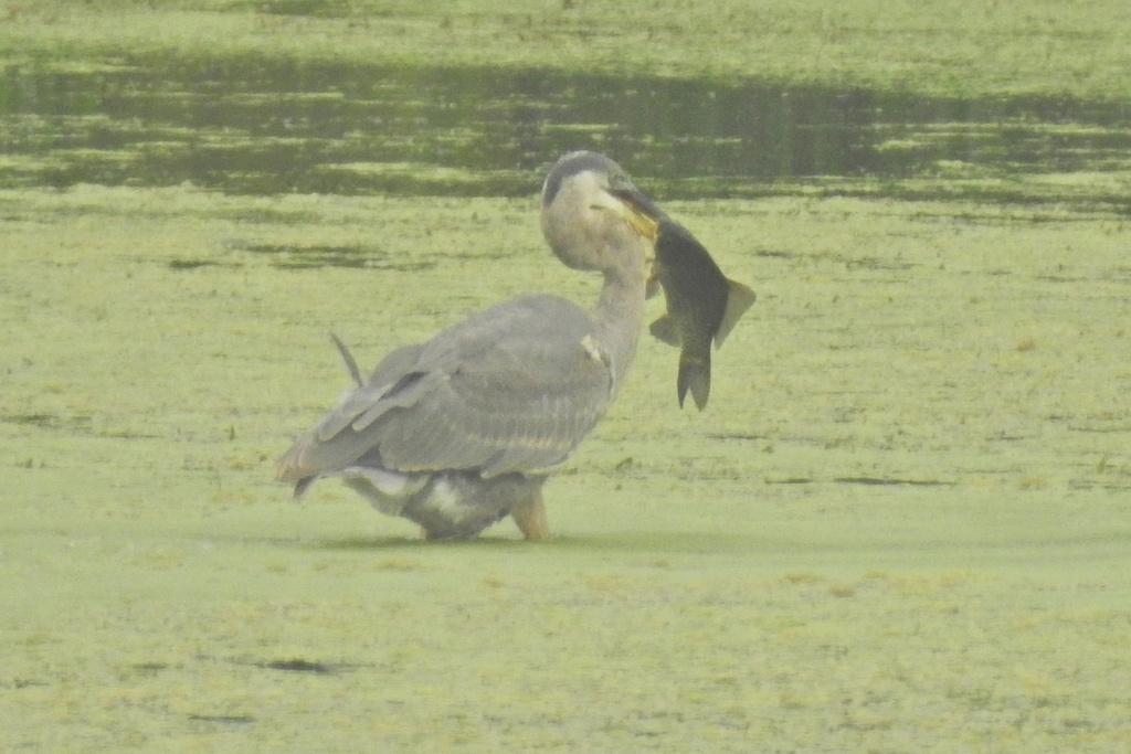 Goldfish from John Heinz National Wildlife Refuge At Tinicum ...