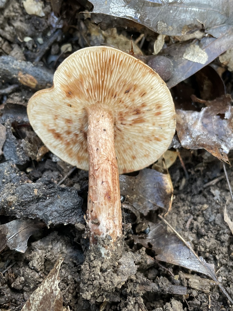 Tricholoma lutescentifolium from Niches Weiler Leopold Nature Preserve ...