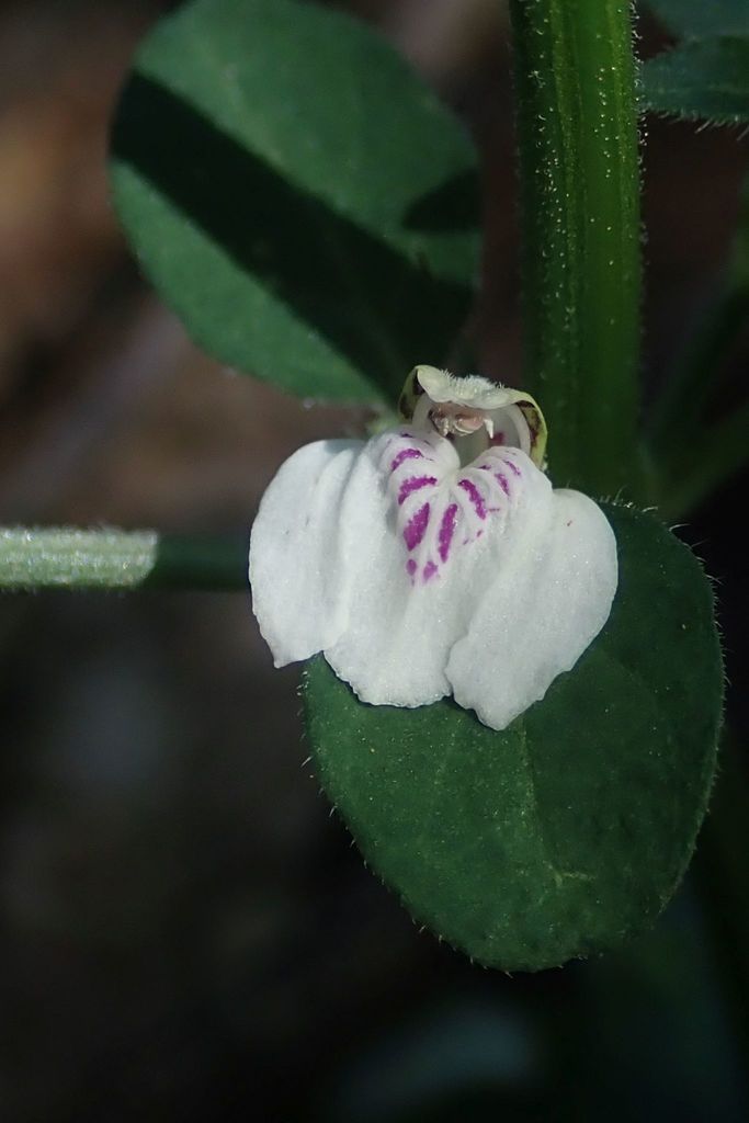 Justicia protracta protracta from Salt Creek, Ehlanzeni, South Africa ...