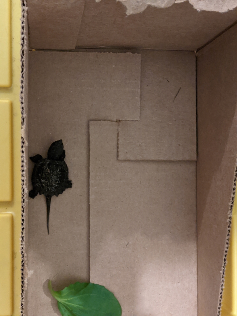 Common Snapping Turtle from Delaware City, DE 19706, USA on October 16 ...