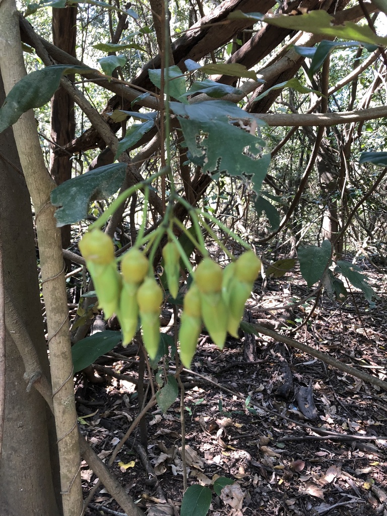Burny Bean from Murrays Road, Tanah Merah, QLD, AU on October 17, 2021 ...