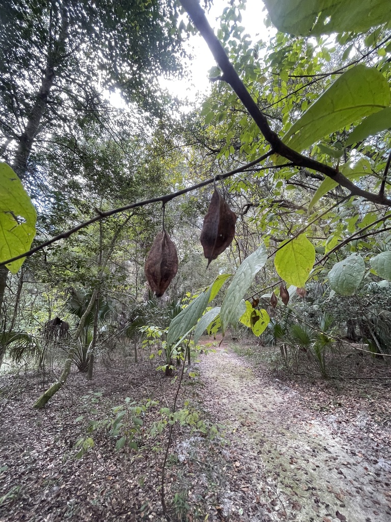Carolina Silverbell from Lower Suwannee National Wildlife Refuge ...