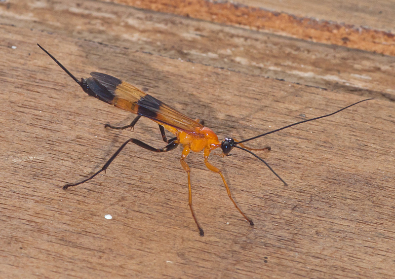 Acrotaphus fasciatus from Santa Marta, Magdalena, Colombia on January 9 ...