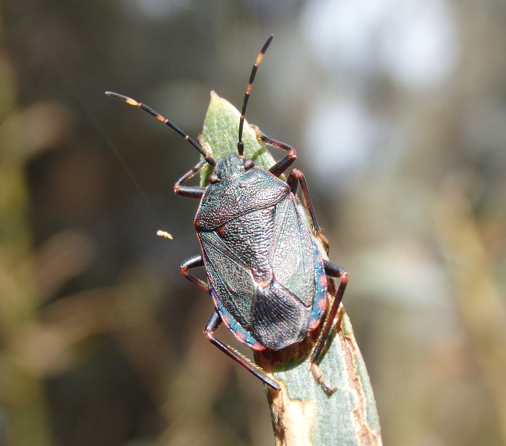 Notius depressus from Somerville VIC 3912, Australia on October 17 ...