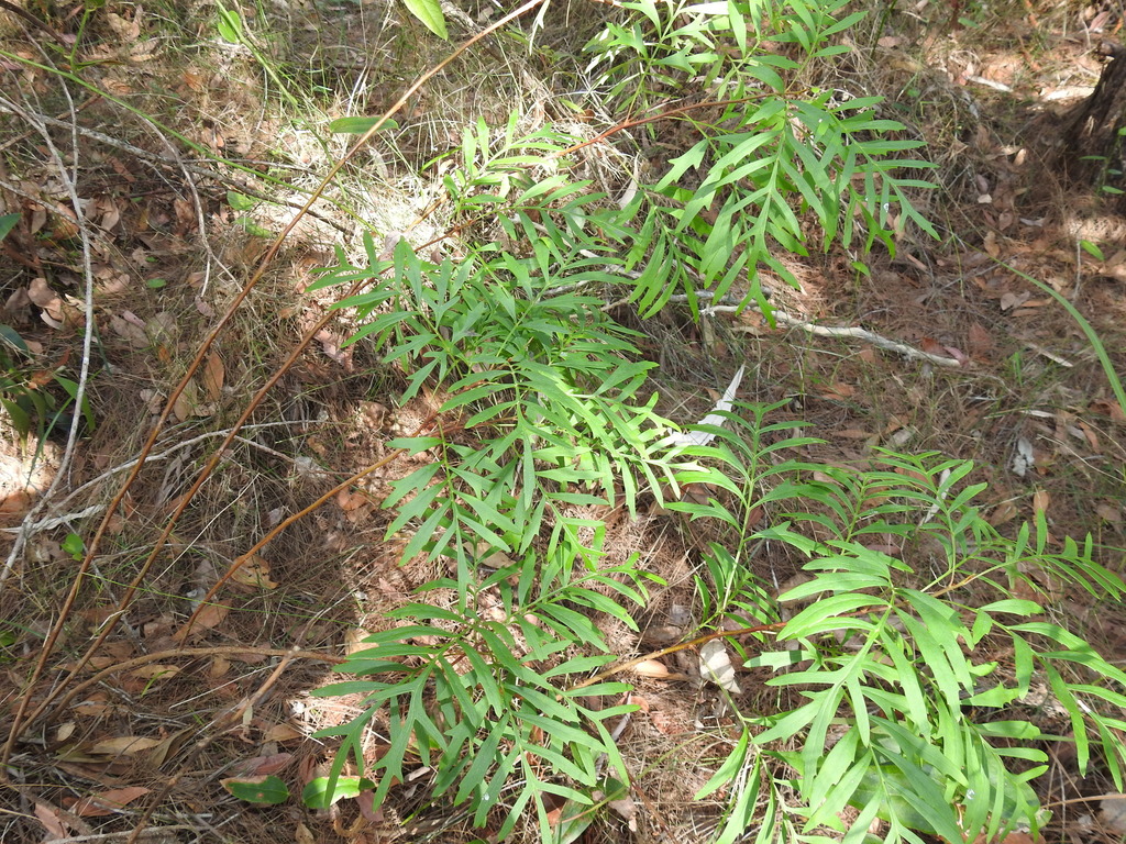 Crinkle Bush from Tuan Forest QLD 4650, Australia on October 17, 2021 ...