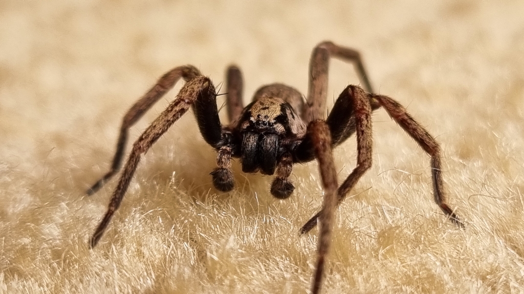 Little Tarantula from Upwey VIC 3158, Australia on October 17, 2021 at ...