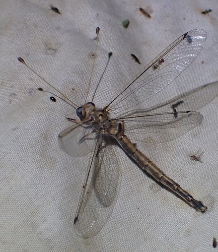 Megacmonotus spectabilis · iNaturalist