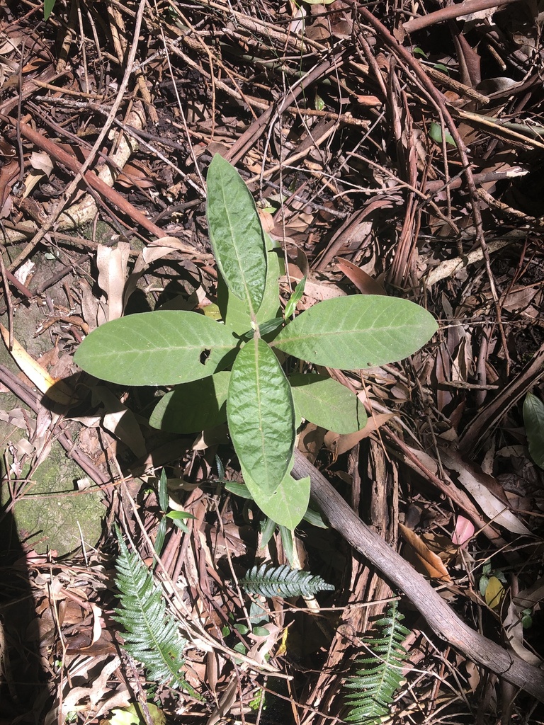 Hairy Psychotria from Illawarra Escarpment State Conservation Area ...