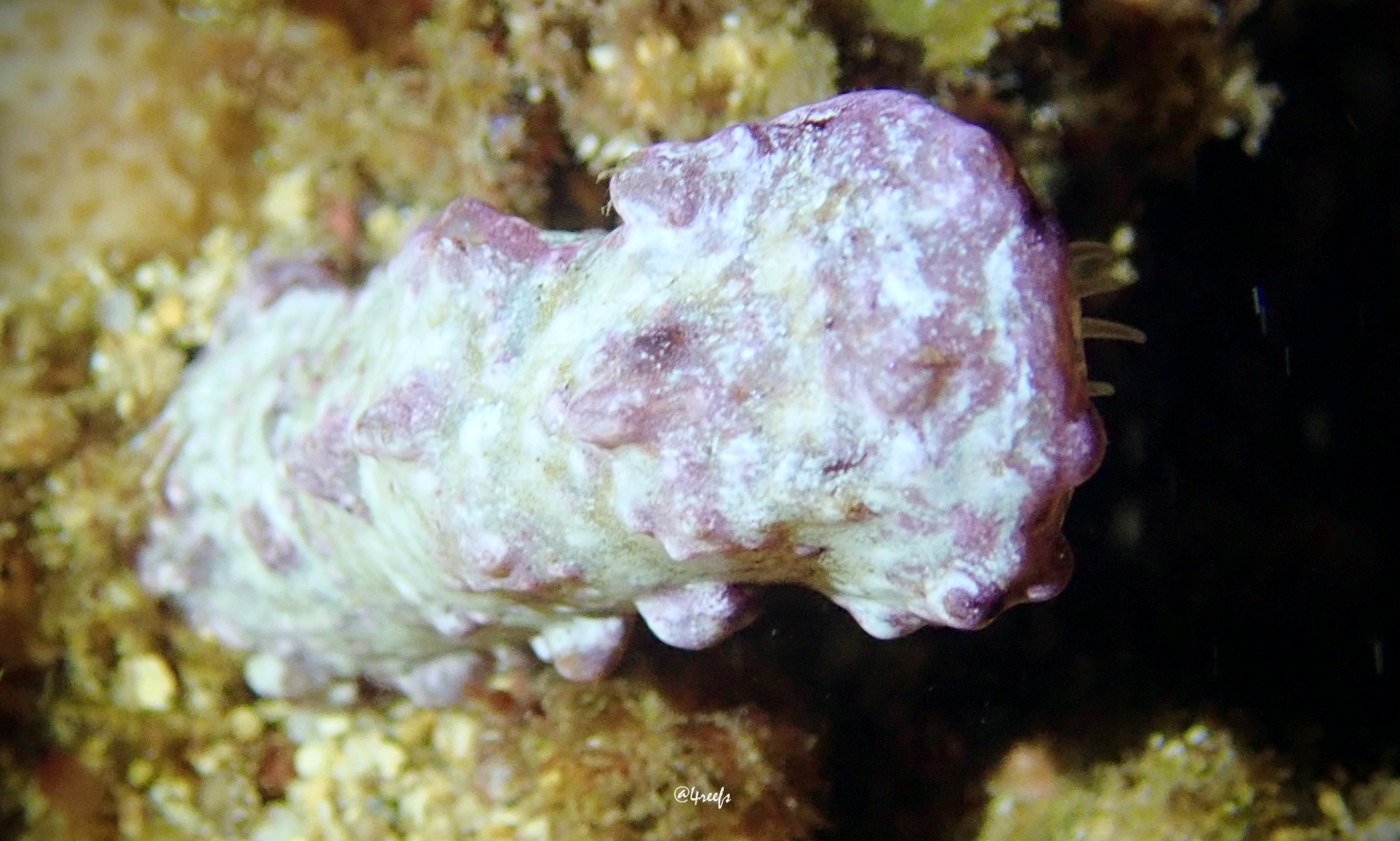 Isaurus tuberculatus Gray, 1828