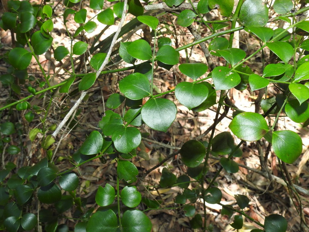 conkerberry from Tuan Forest QLD 4650, Australia on October 17, 2021 at ...