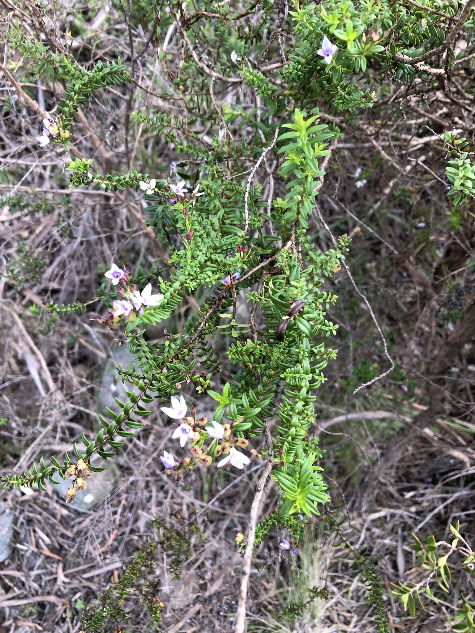 Veronica formosa R.Br.