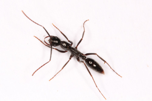 Schwab's Razorjaw Ant (Leptogenys schwabi) · iNaturalist