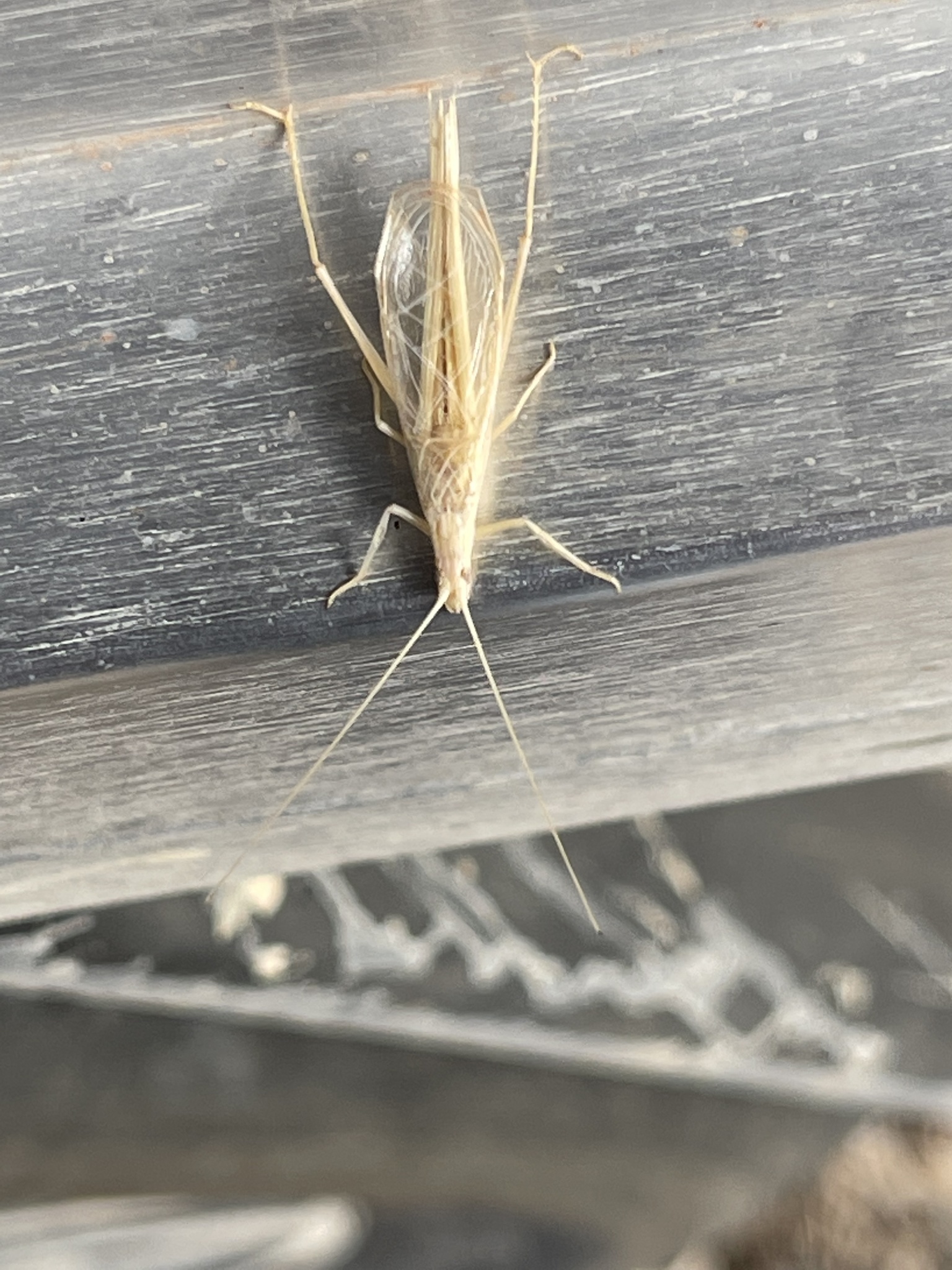 Oecanthus rufescens Serville, 1838