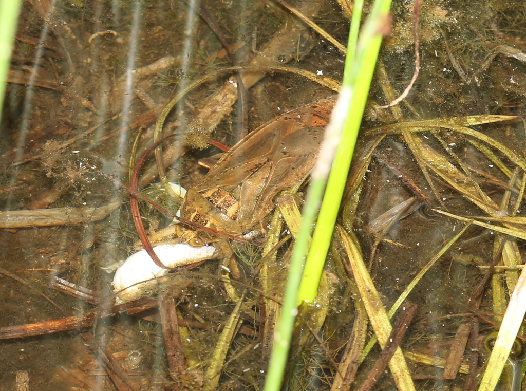 Asian Giant Water Bug from Gujarat, India on February 4, 2014 at 05:10 ...