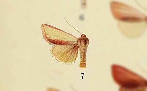 Timora cruentata · iNaturalist