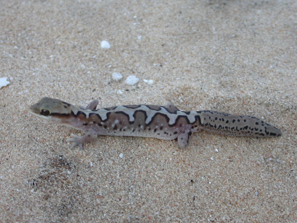 Kluge's Gecko from Francois Peron National Park WA 6537, Australia on ...