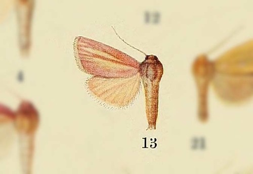 Timora beatrix · iNaturalist