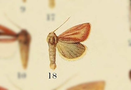 Timora albicilia · iNaturalist