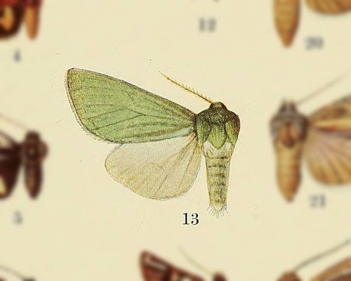 Isochlora chloroptera · iNaturalist