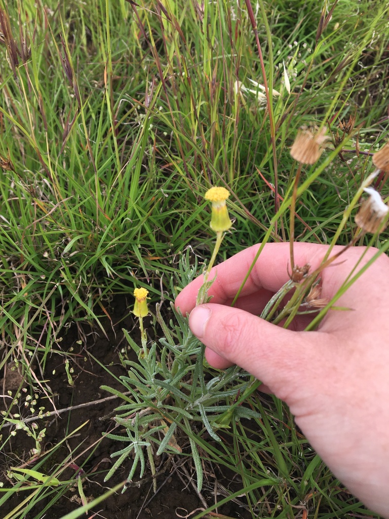 fluffy groundsel from Matthew Hill Reserve, Sunshine, VIC, AU on ...