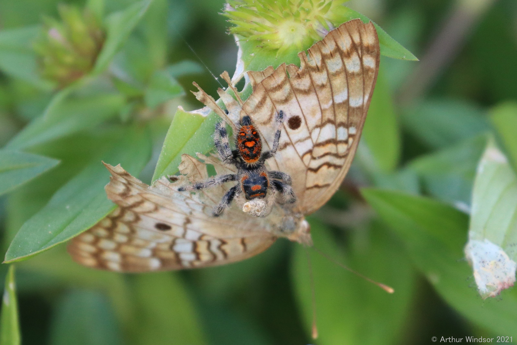 Regal Jumping Spider from Wellington Environmental Preserve, FL, USA on ...