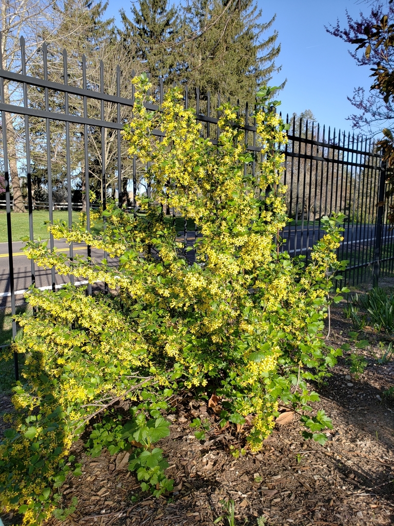 golden currant from 4 Arrowhead Estates Ln, Chesterfield, MO 63017, USA ...