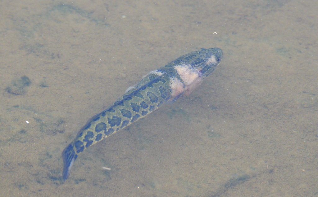 Northern Snakehead from Zhengzhou, Henan, China on October 17, 2021 at ...