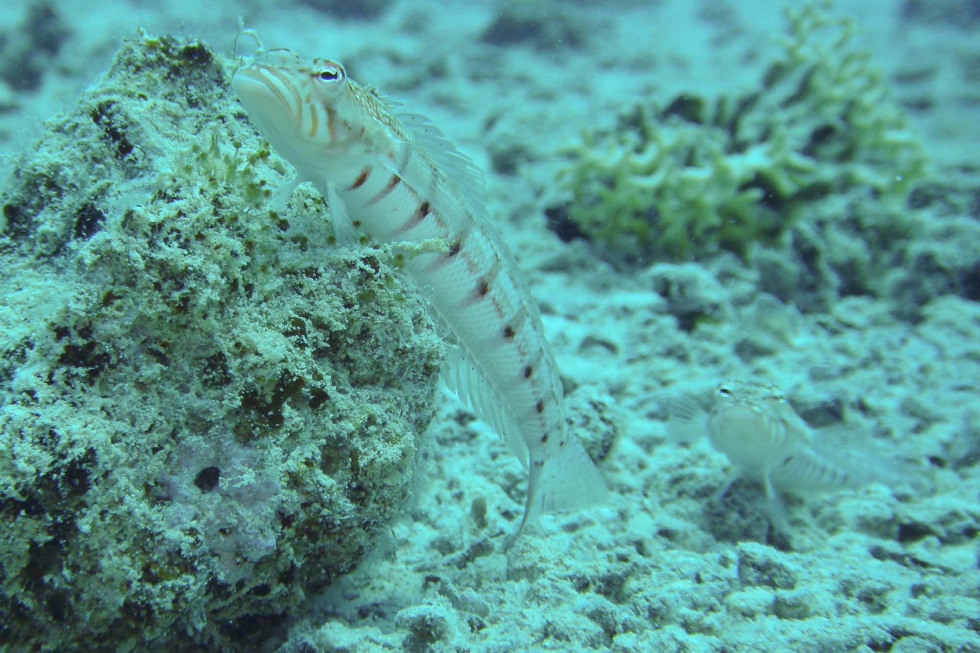 Parapercis multiplicata Randall, 1984