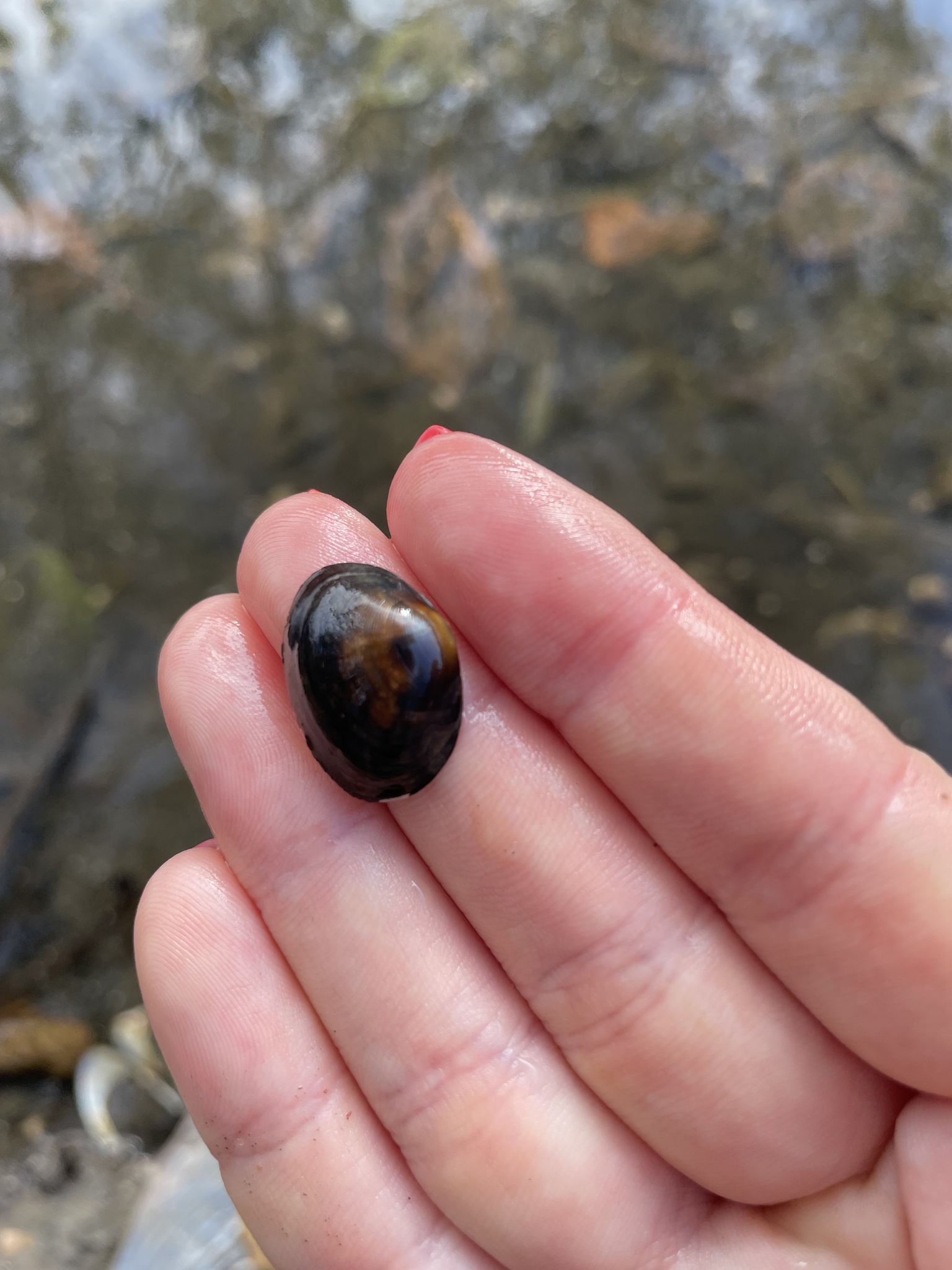 Sphaerium rivicola (Lamarck, 1818)